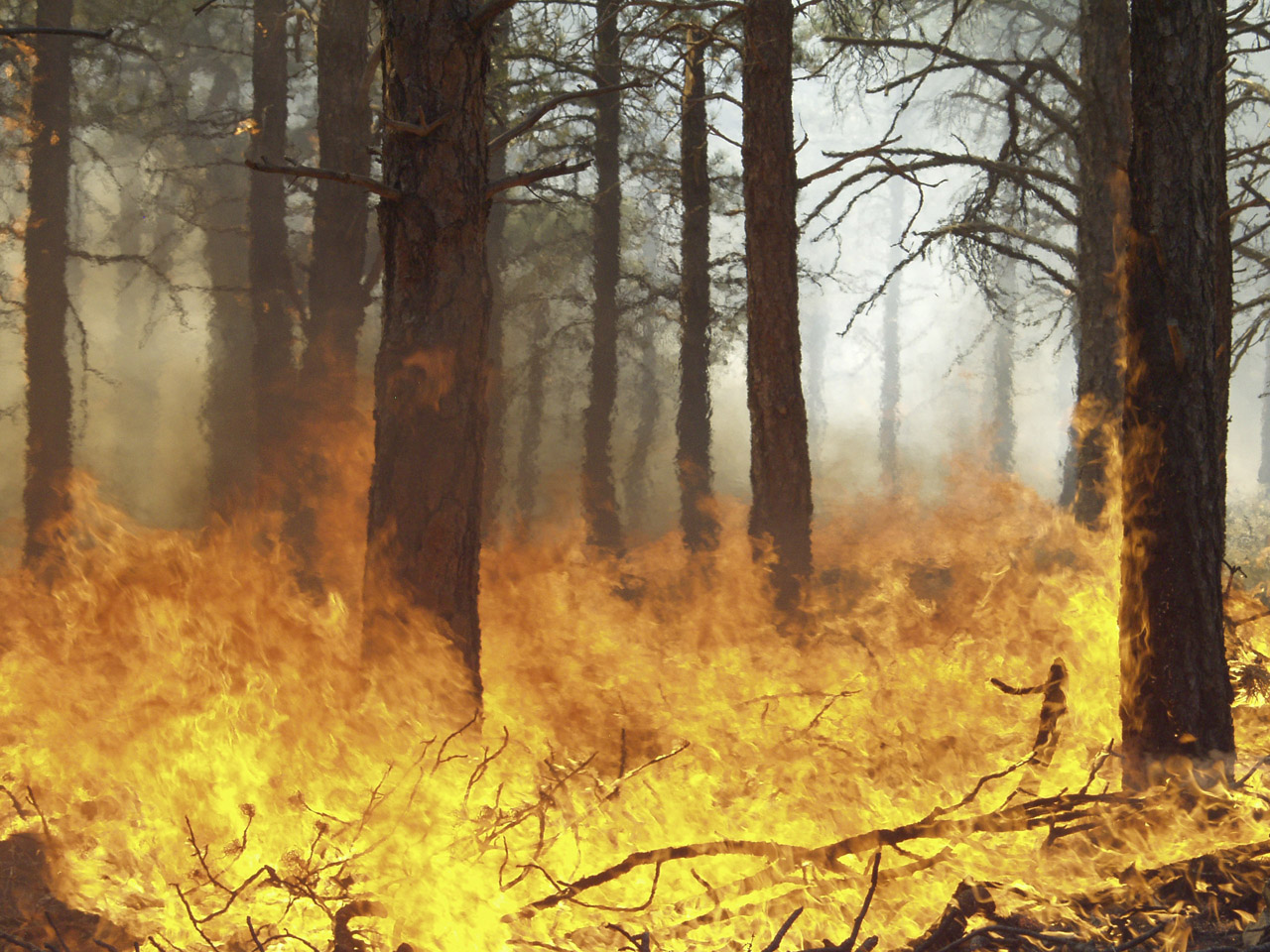 The fascinating story of Boulder’s wildland firefighting division