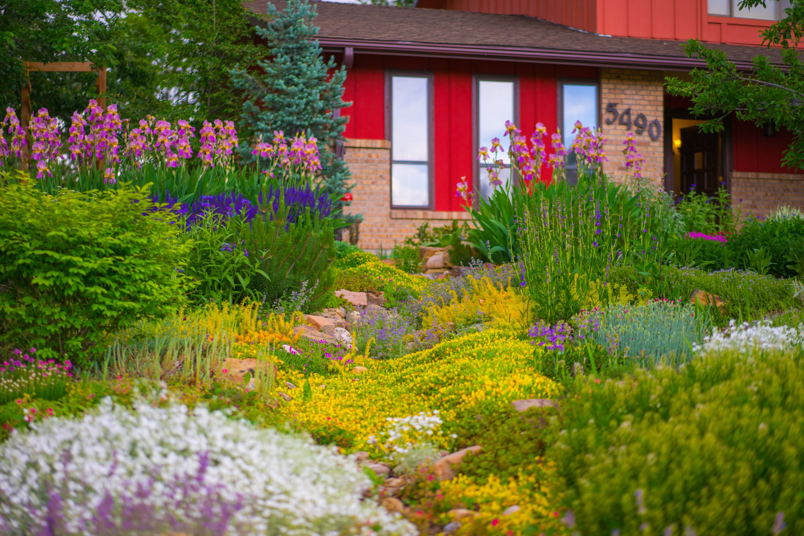 Say goodbye to your water-thirsty Boulder lawn with ‘Garden in a Box’