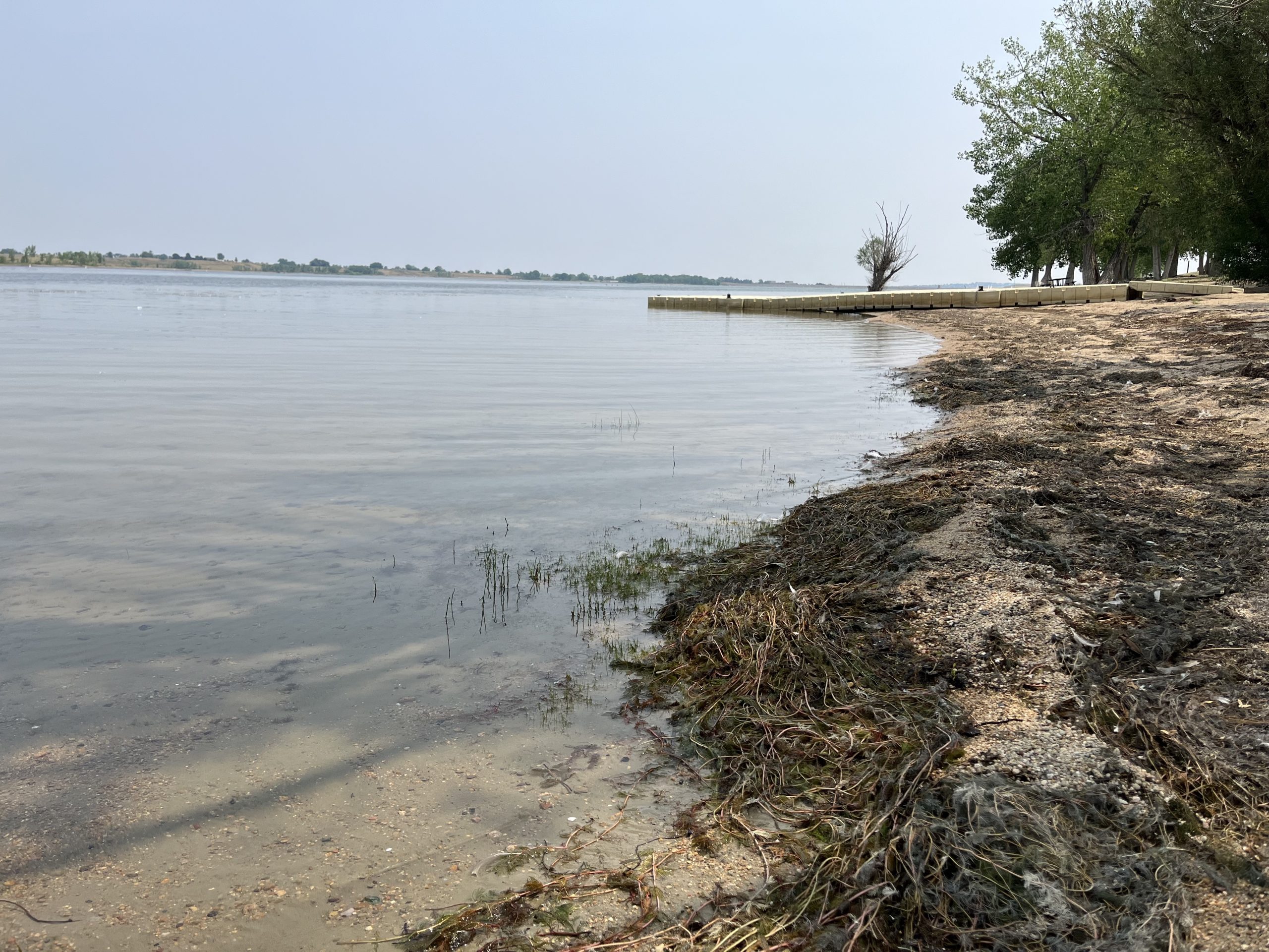 Boulder deploys divers to fight invasive Eurasian watermilfoil at ...